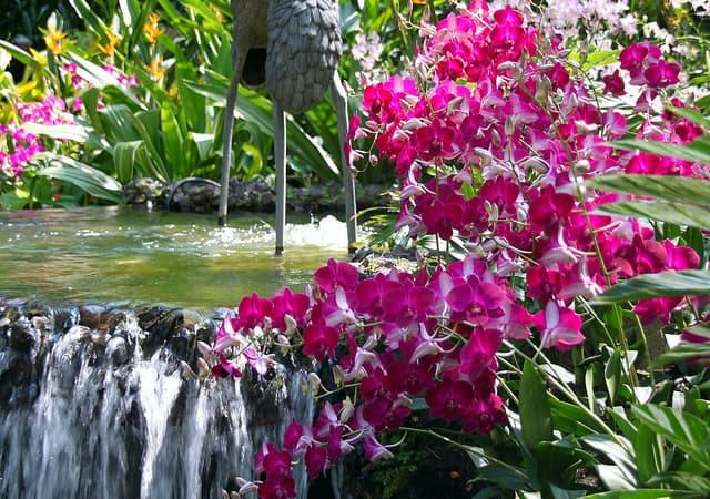 Taman Anggrek di Singapore The National Orchid Garden